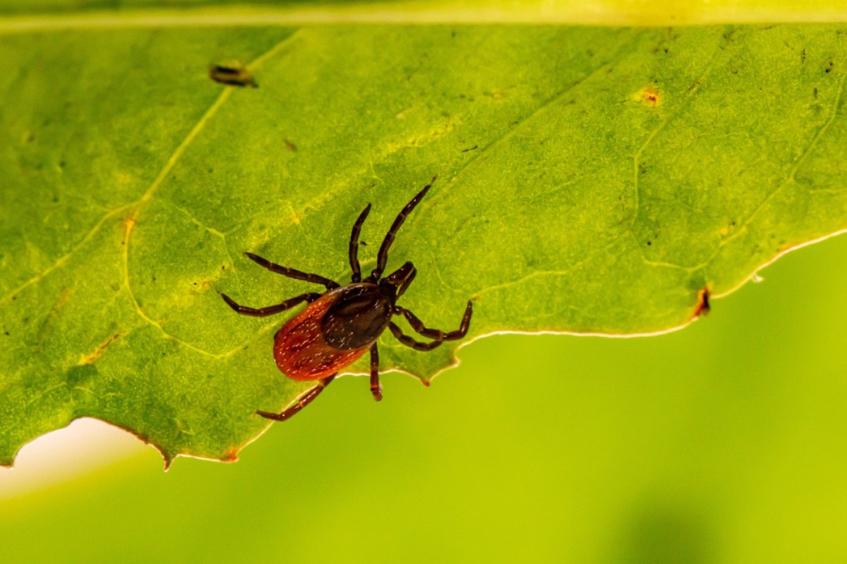 What percentage of deer ticks carry Lyme disease? – MyWebStats